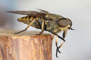 30 Insects of the Planet, Better to Avoid