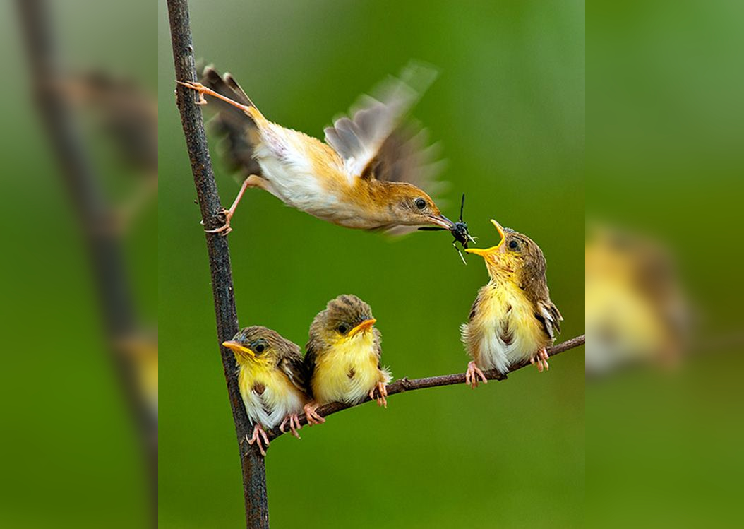 Picture Perfect: Animals Caught in Their Element