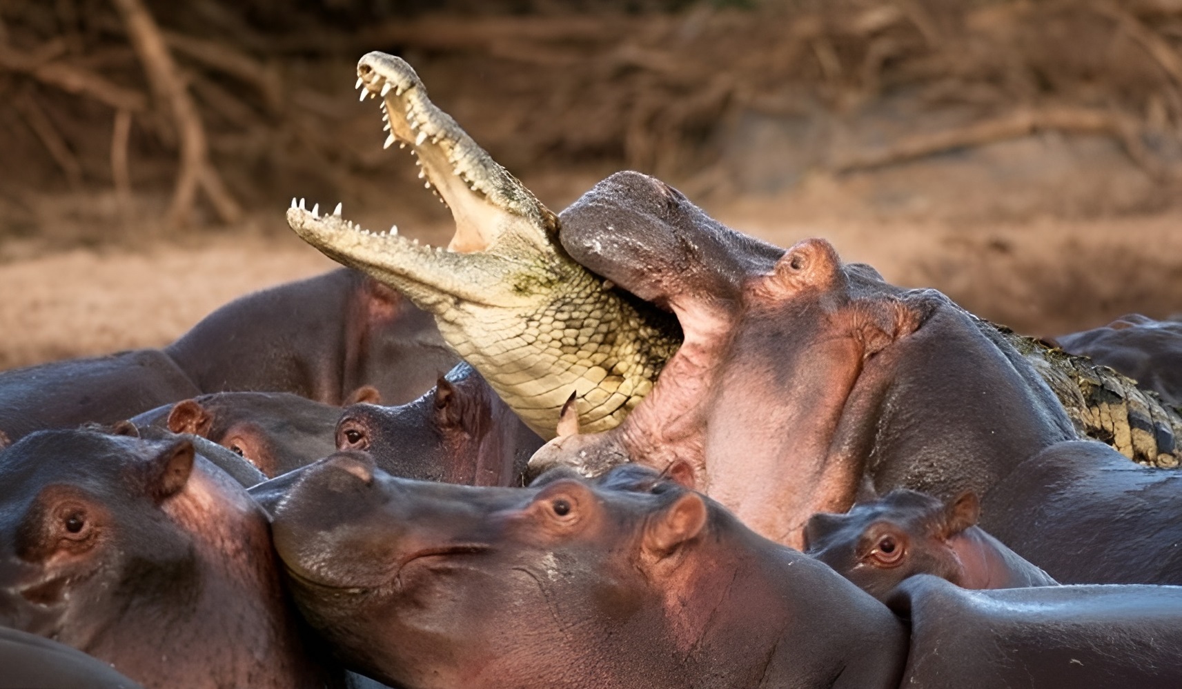 Picture Perfect: Animals Caught in Their Element